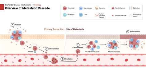 Overview Of Metastatic Cascade Biorender Science Templates