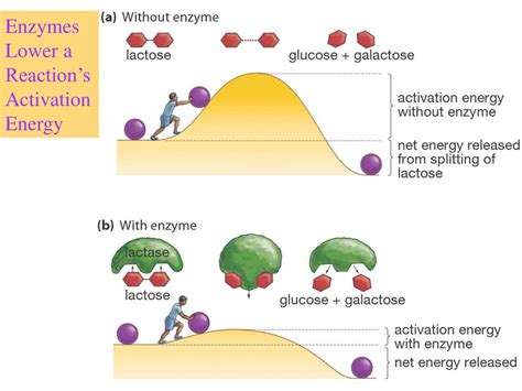 Ppt How Enzymes Work Powerpoint Presentation Free Download Id 6954410