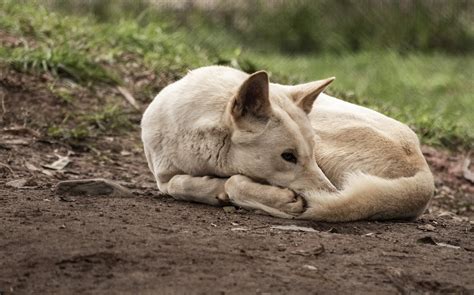 Decoding The Australian Dingo Really Good Pets Dog Training