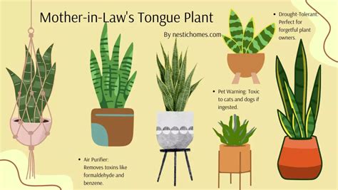 Tongue Of The Mother In Law Plant Detroit Chinatown