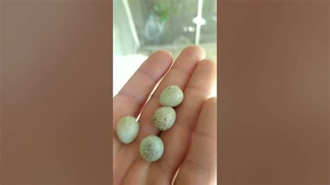 بيض غير مخصب أسبابه Youtube