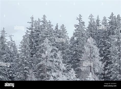 Winter Forest Landscape Snow Covered Pine Tree Forest In Nature After