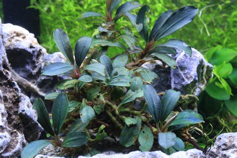 Bucephalandra Deep Purple Aquascaping Plant