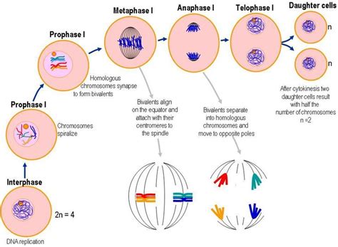 Meiosis Production Of Gametes Geneticssuite Meiosis Daughter