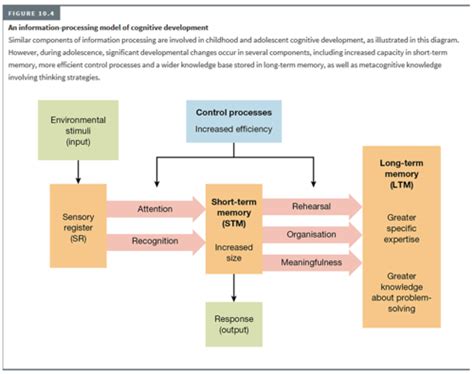 Information Processing Flashcards Quizlet