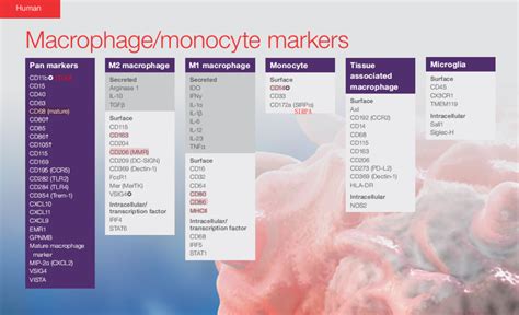 巨噬细胞的marker基因 腾讯云开发者社区 腾讯云