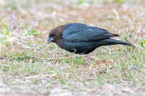 Brown Headed Cowbird Molothrus Ater 20240329 Jcb 1885 … Flickr