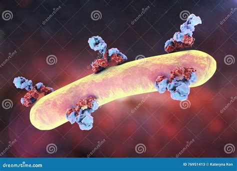 Antibodies Attacking Bacterium Stock Illustration Illustration Of