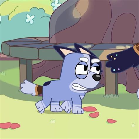 Socks Growl Socks Bluey Pfp Bluey Socks Drawing Socks Bluey Character