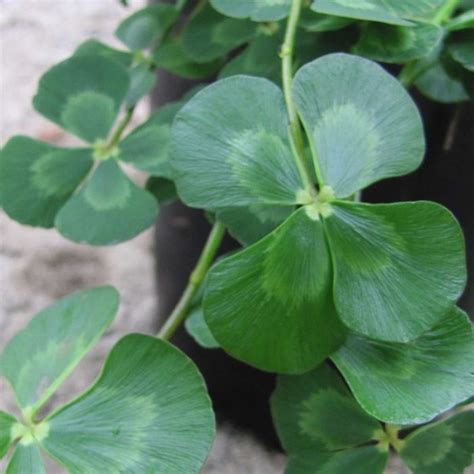 Marsilea Mutica