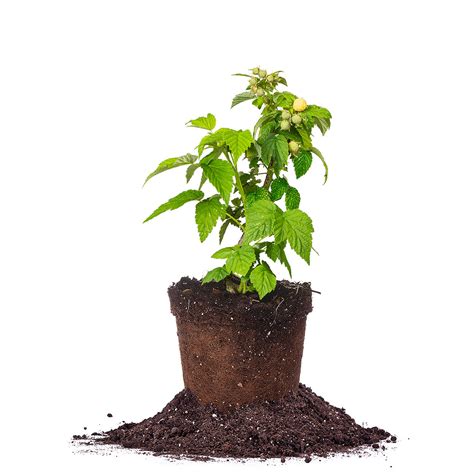 Buy Fall Gold Raspberry Plants For Sale Golden Raspberries Perfect Plants