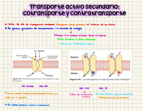 Transporte Activo Secundario Membrana Y Transporte