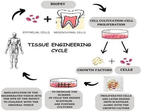 Mesenchymal Stem Cells And Tissue Engineering In Dentistry Intechopen