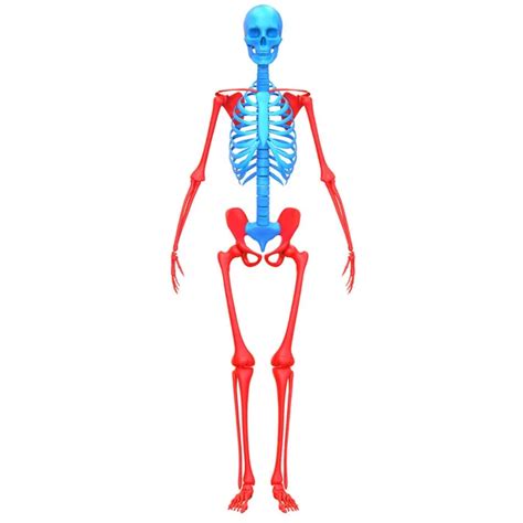 Axial And Appendicular Skeleton Unlabeled