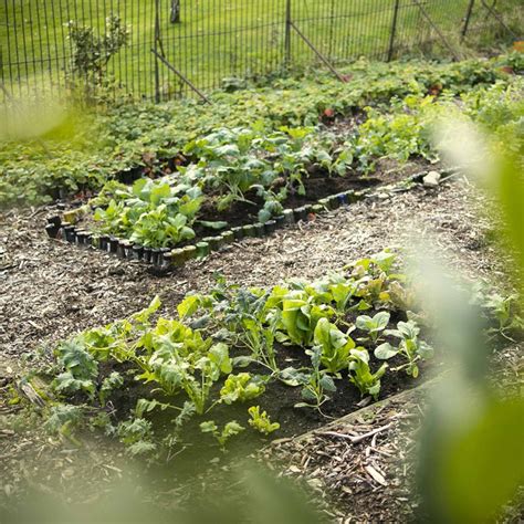 Large Veg Patch Autumn Organic Plug Plants To Grow