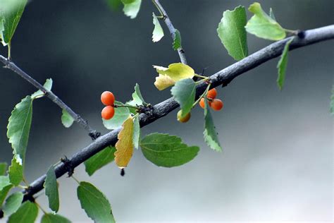 How To Grow And Care For Your Own Hackberry Trees Happysprout