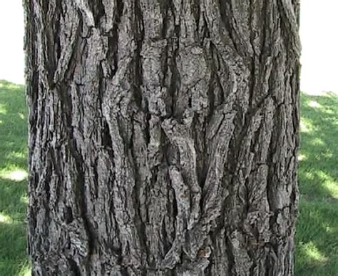 Quercus Robur