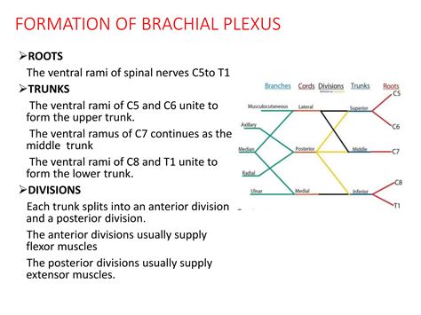 Anatomy Of Brachial Plexus Presentationpptx