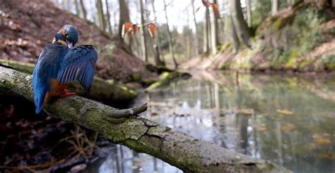 Vad är En Biotop Och Varför är Den Viktig I Ekosystem