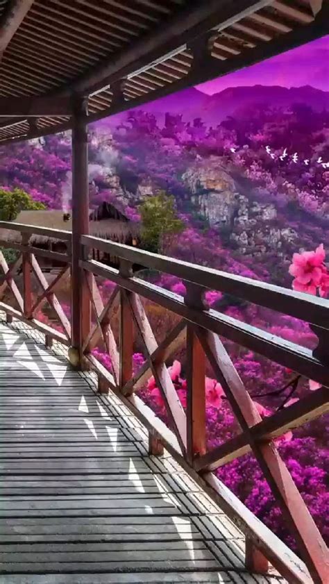 Wooden Walkway With Purple Flowers