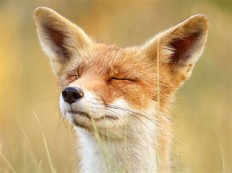 Vulpi Prinse Meditand Ca Adevarati Maestri Zen Tsc Arena