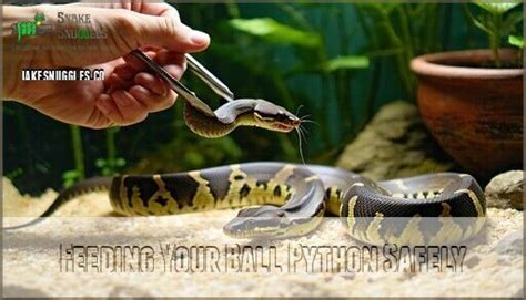 Caring For A Ball Python Complete Setup And Handling Guide