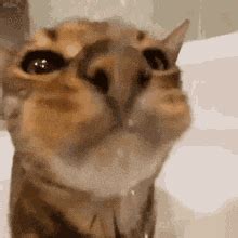 Kenepter Cat  Kenepter Cat Cat Meme Discover And Share S
