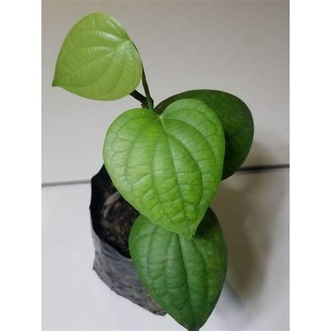 Paminta Black Pepper Local Rooted Plant Lazada Ph