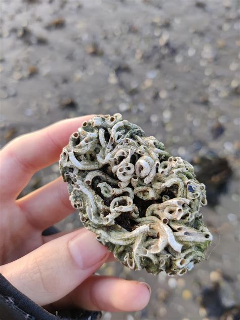 This Worm Clump Roddlyterrifying