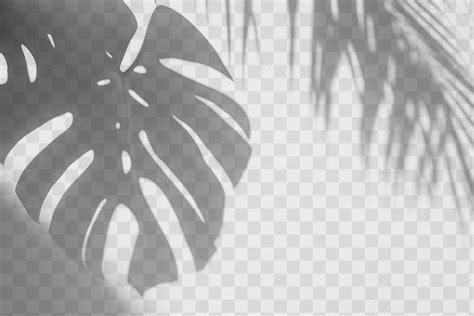 Png Monstera Leaf Shadow Art Free Png Rawpixel
