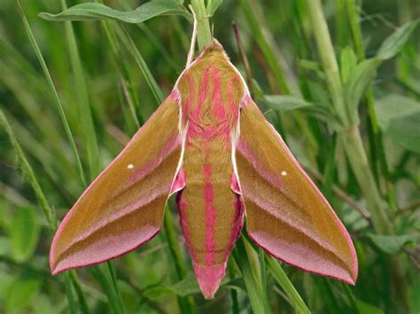 Elephant Hawk Moth Butterfly Conservation