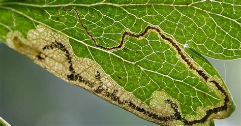Upper Thames Moths Leaf Mining In May