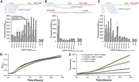 if3 fusion to dcasrx drives maximal translation a effect of varying