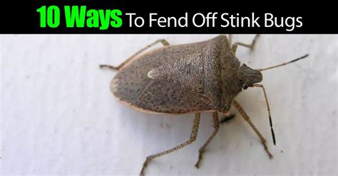 Bad Garden Pests Identifying And Controlling Garden Bugs Stink Bugs