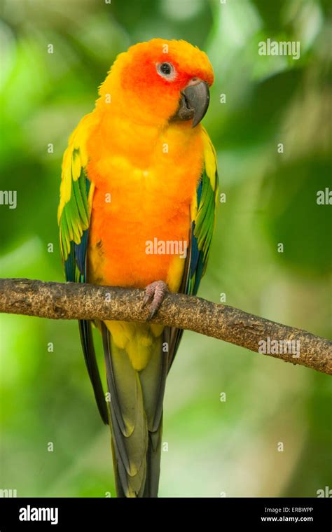 The Sun Parakeet Or Sun Conure Aratinga Solstitialis On Display At
