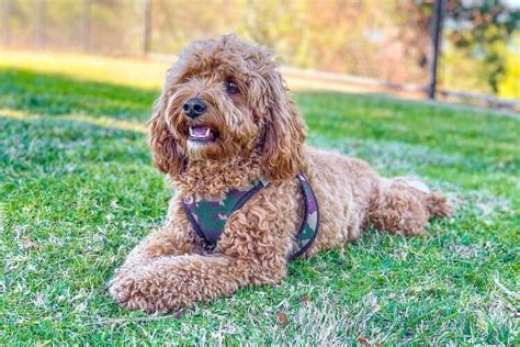 Cavapoo Dog Breed Shedding Grooming Size And Price Marvelous Dogs