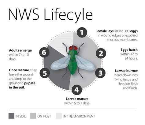 New World Screwworm Defense Centers For Public Health Aberdeen