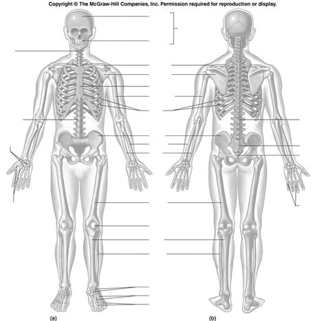 Aandp Skeletal System Part 3 Diagram Quizlet