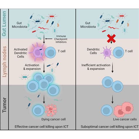 Healthy Gut Bacteria Can Help Fight Cancer In Other Parts Of The Body