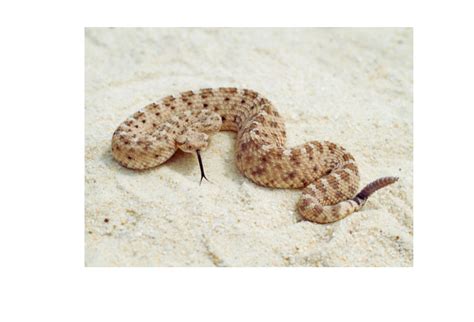 Snake Control Genuine Pest Control