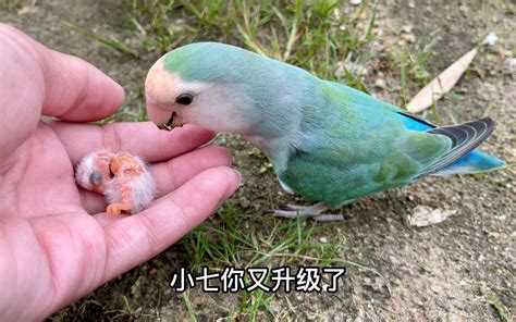 鸟爸爸看到刚出壳的鸟宝宝满脸欢喜，太有爱了哔哩哔哩bilibili