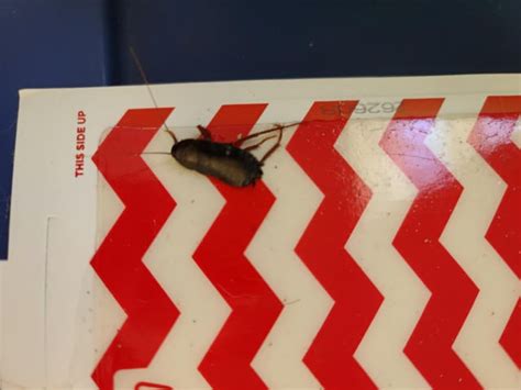 Roach Identification In Chicagoland R Pestcontrol