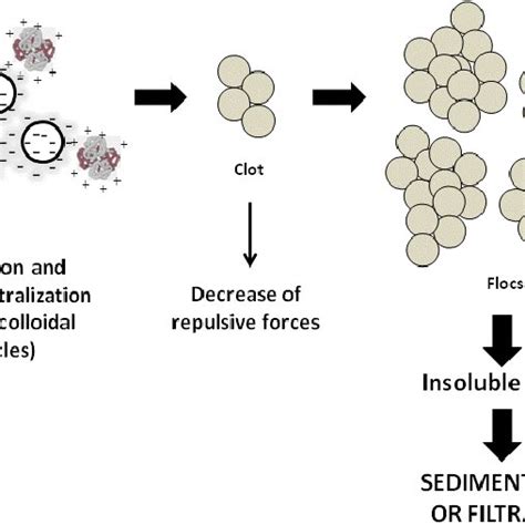 Schematic Representation Of Agglutination Interactions A Direct