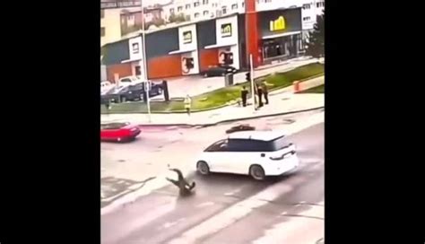 ویدیو نیک صالحی معجزه وسط چهارراه؛ نجات شگفت‌انگیز موتورسوار از له شدن زیر چرخ‌های ون