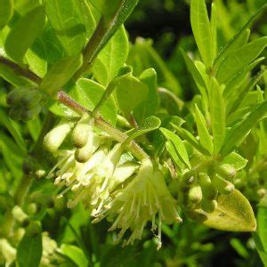 Lonicera Pileata Plants Direct Victoria Bc
