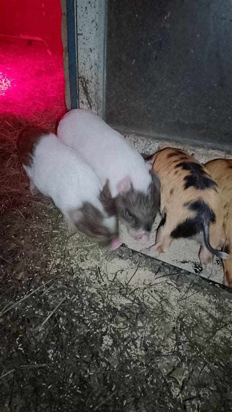 Mini Ameriški Pujsi