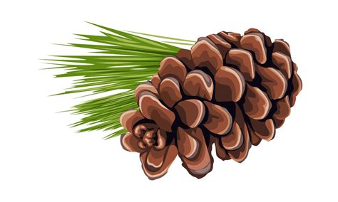 Vector Illustration Pine Cone With Leaves Isolated White Background