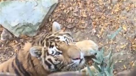 What Is Tiger Chuffing At Dollie Guth Blog