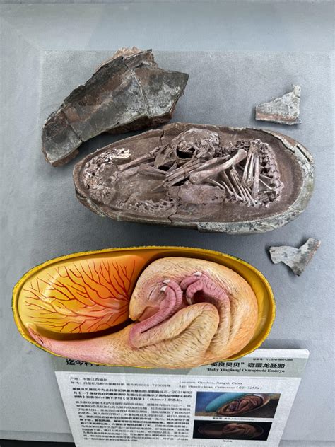 What Does A Real Dinosaur Egg Look Like