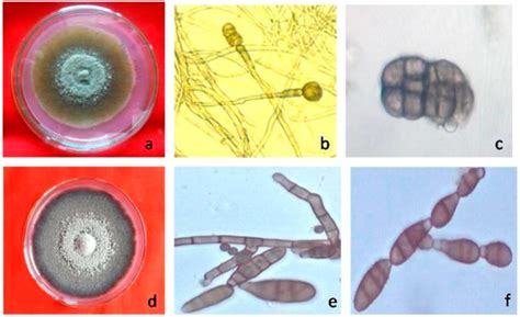 Current Knowledge On Pathogenicity And Management Of Stemphylium